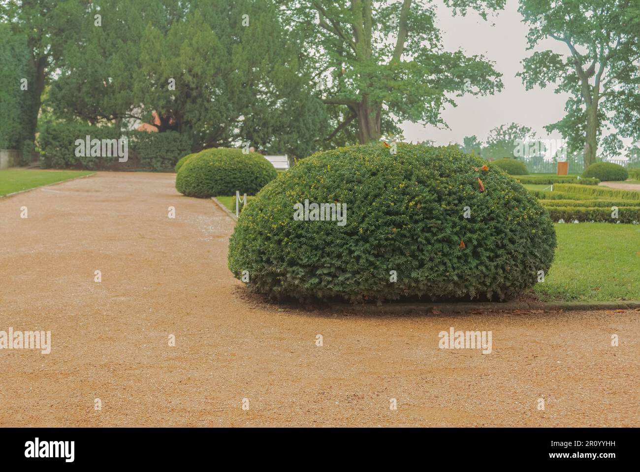 Beautiful, green bushes in the city park. Landscape design. Green bush ...