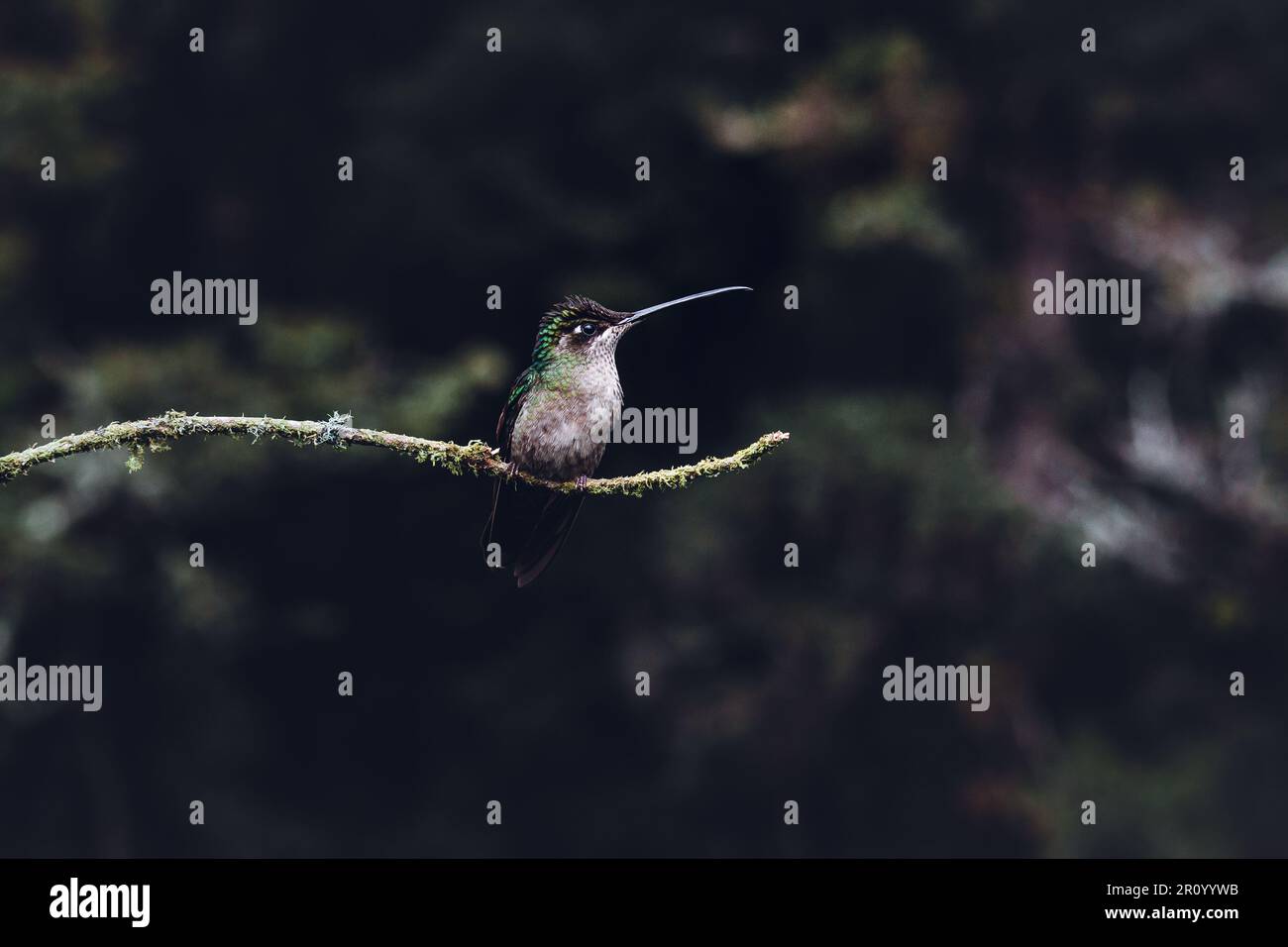 Costa rica hummingbird Stock Photo - Alamy