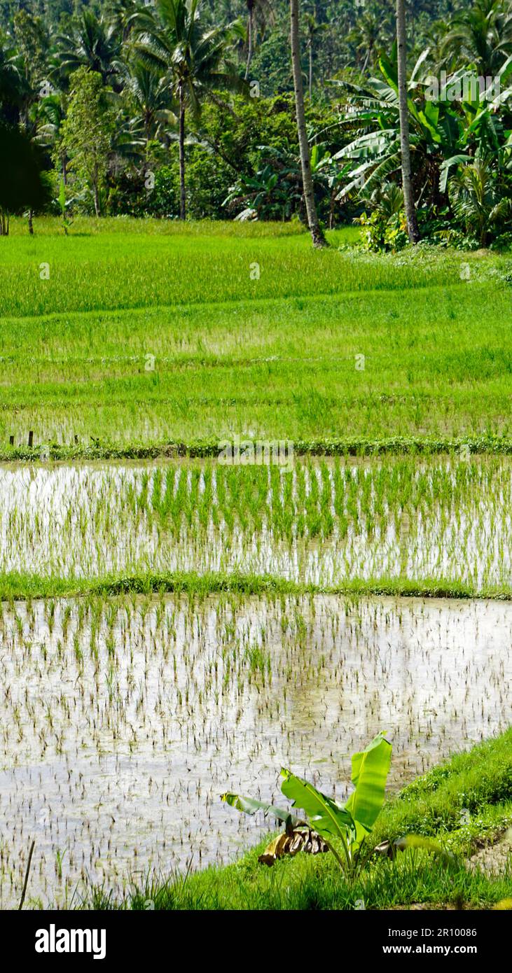 scenic rice fields on bohol island at the philippines Stock Photo - Alamy