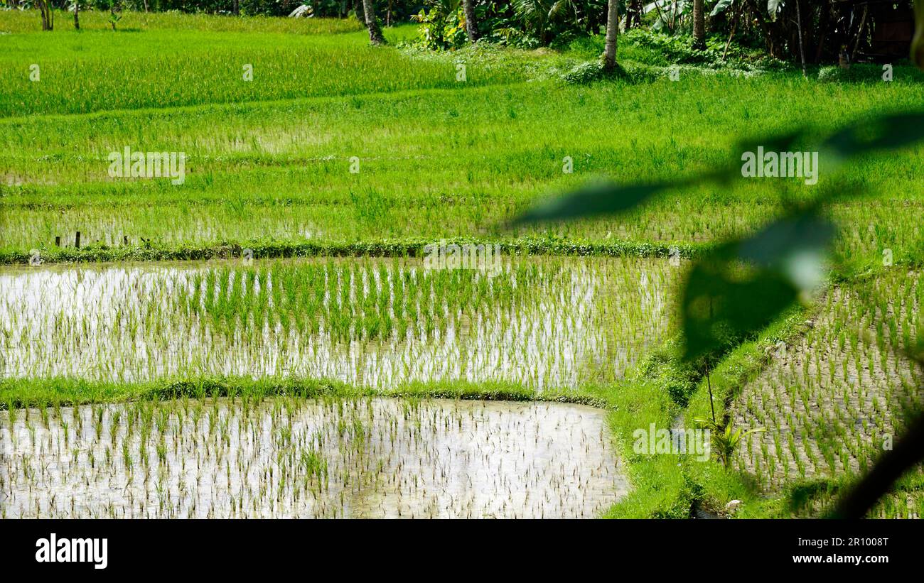 scenic rice fields on bohol island at the philippines Stock Photo - Alamy