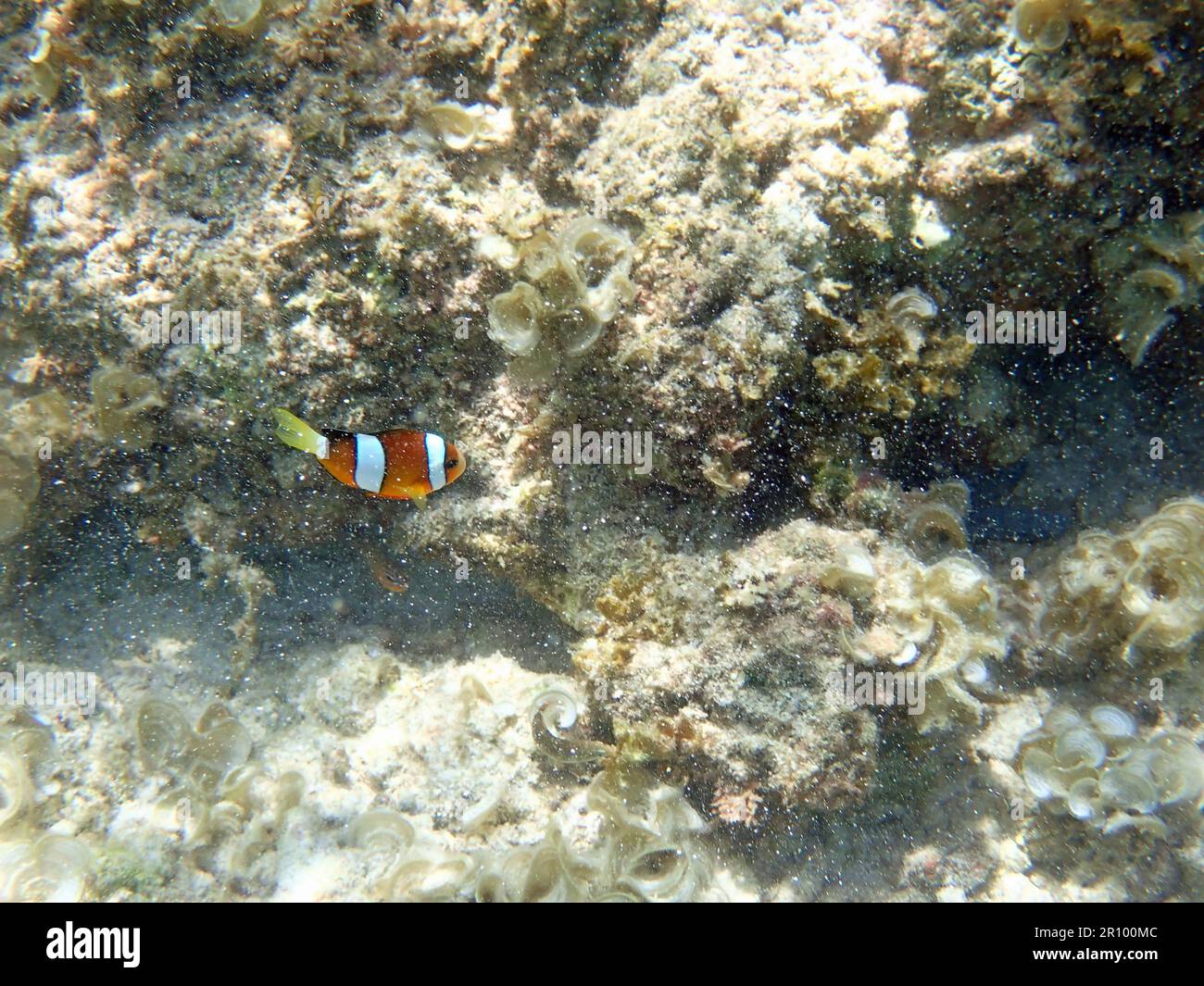 colorful underwater landscape on the philippine island of cebu Stock ...