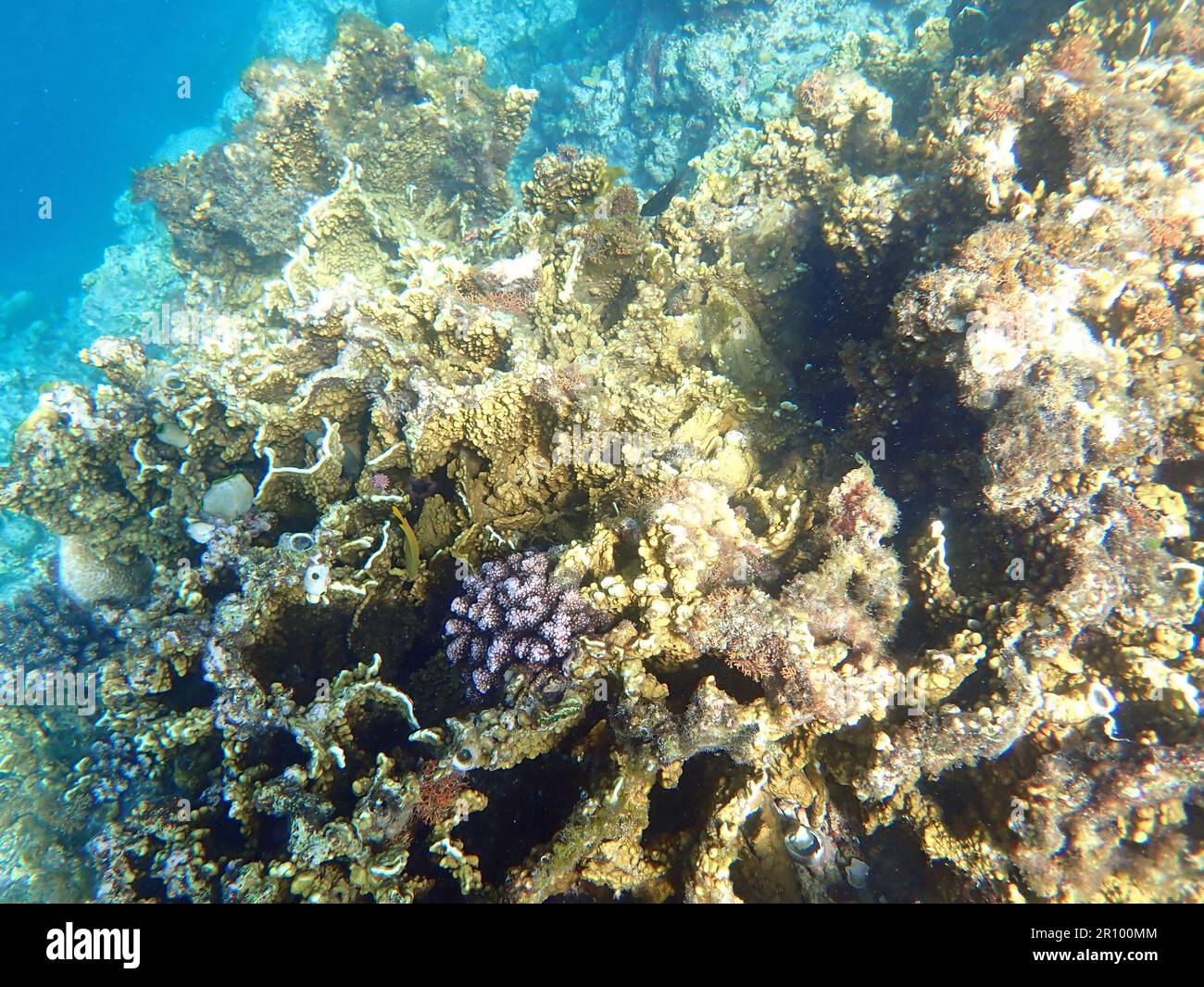 colorful underwater landscape on the philippine island of cebu Stock ...