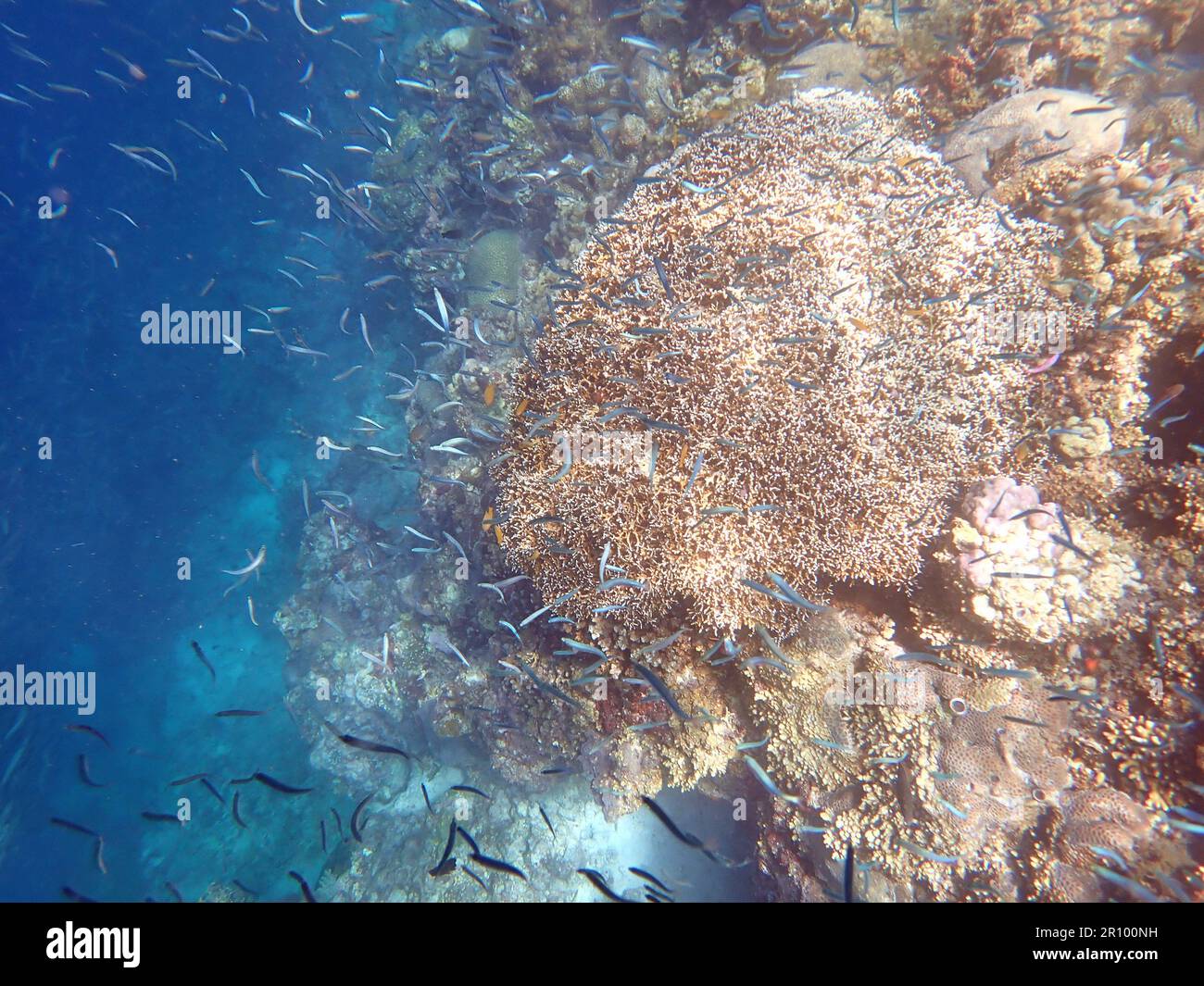 colorful underwater landscape on the philippine island of cebu Stock ...