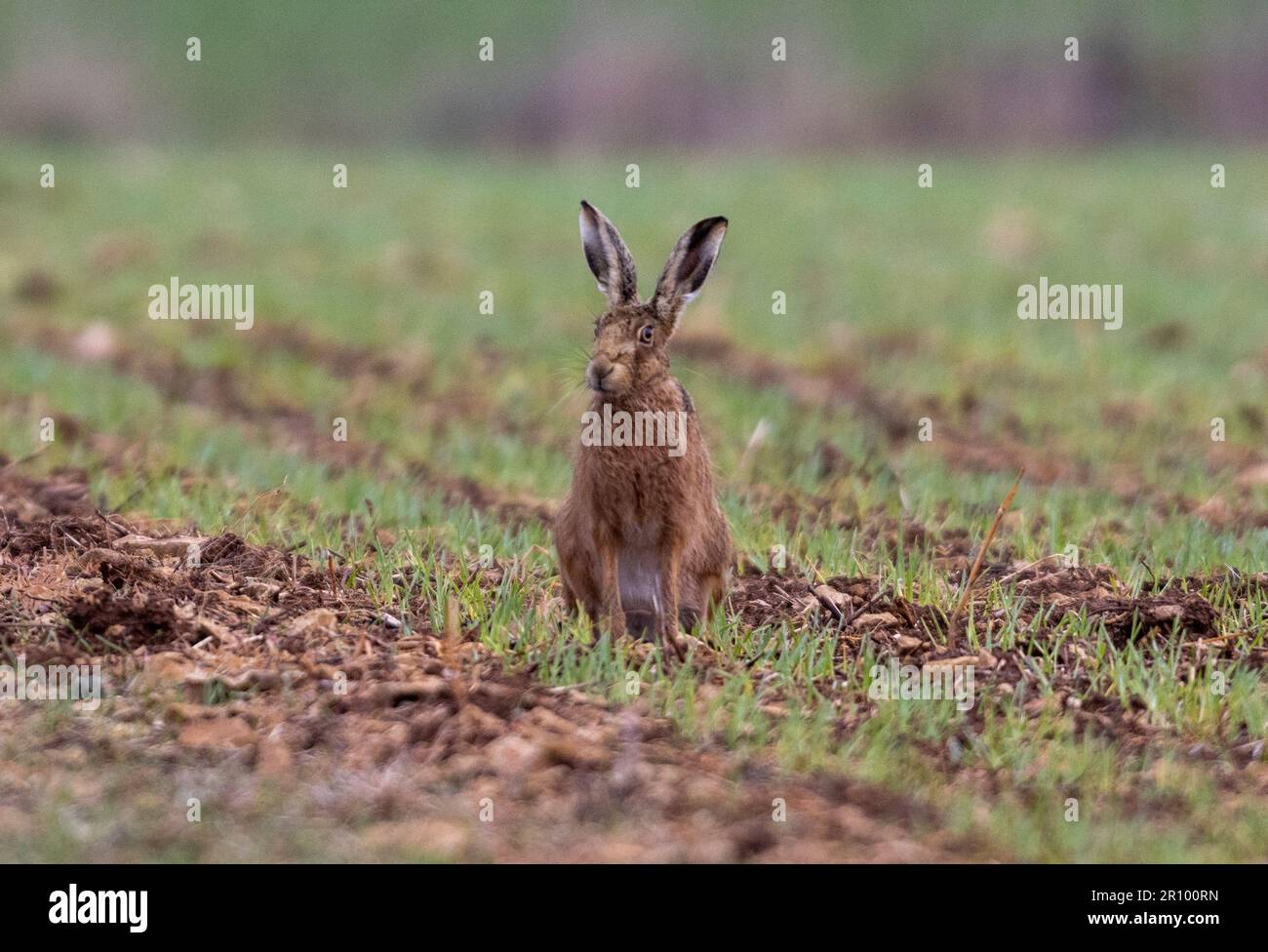 mad march hare running around after each other in the early morning sun ...