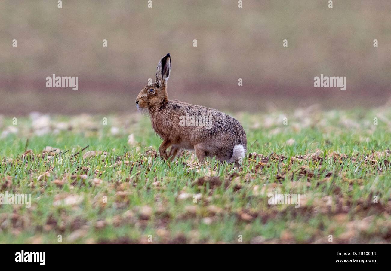 mad march hare running around after each other in the early morning sun ...