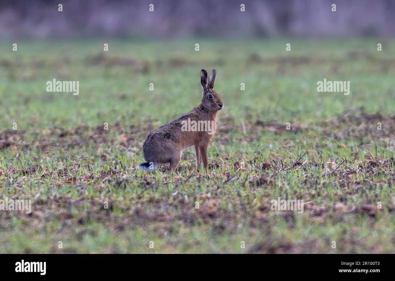 mad march hare running around after each other in the early morning sun ...