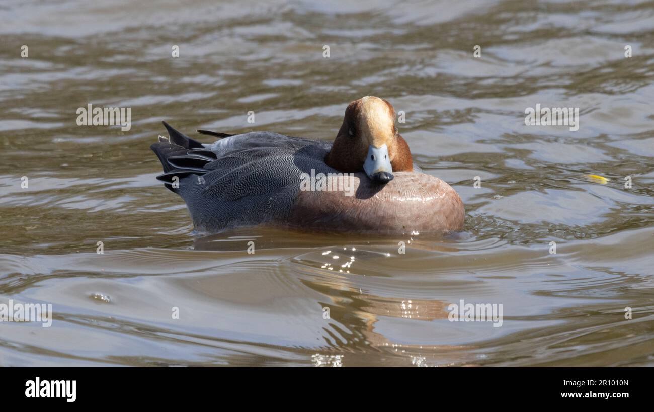 wigeon ducks male and female birds Stock Photo - Alamy