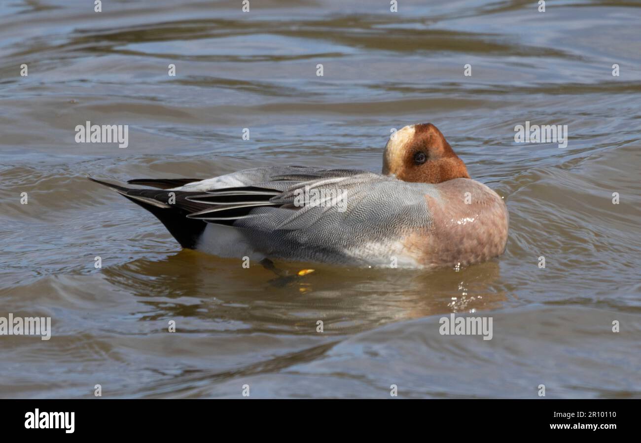 wigeon ducks male and female birds Stock Photo - Alamy