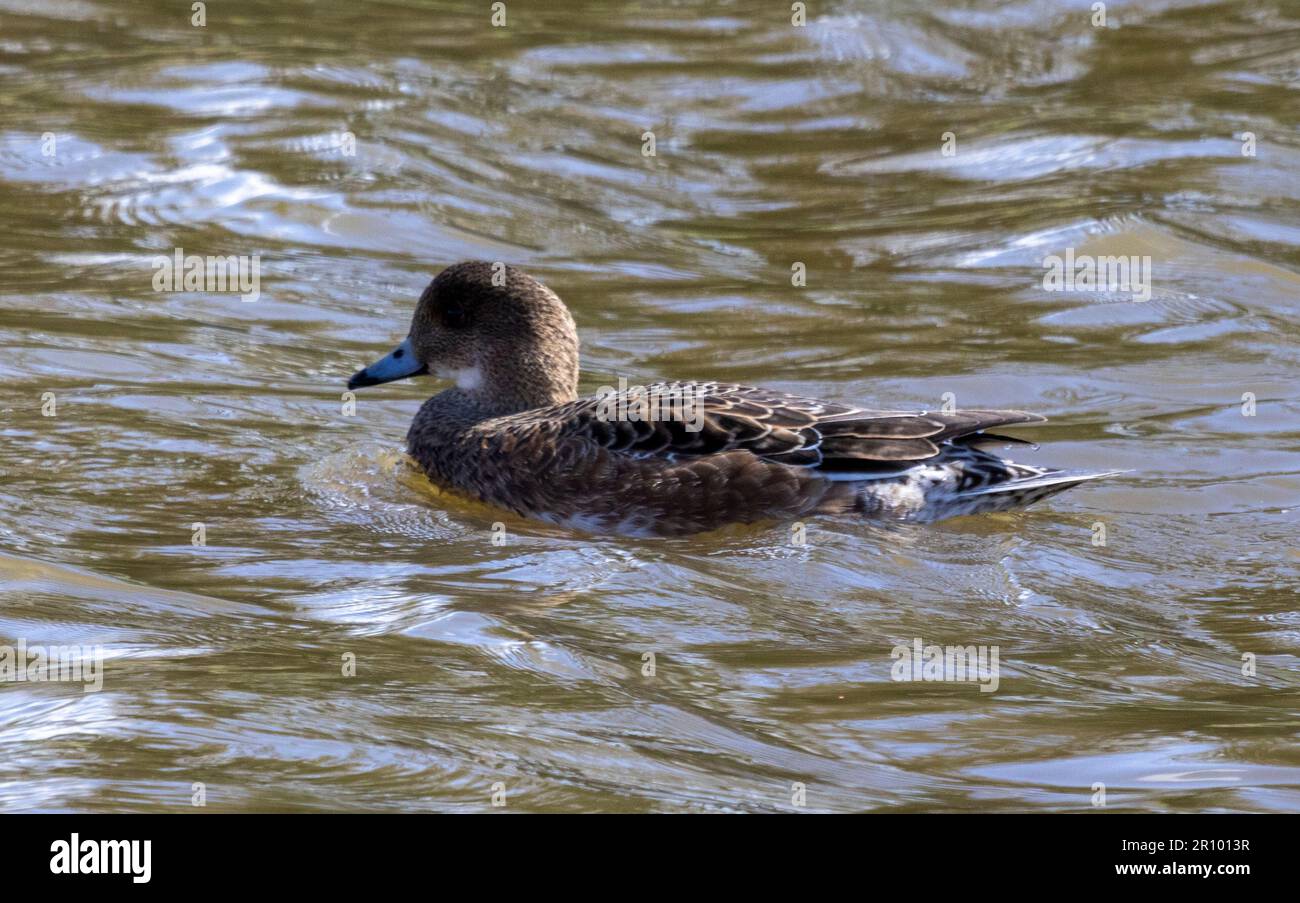 wigeon ducks male and female birds Stock Photo - Alamy