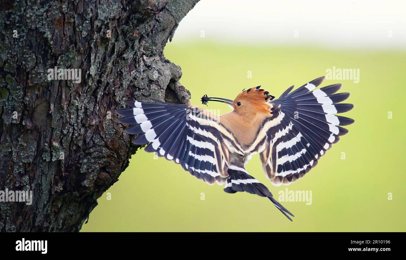 Crested Hoopoe Upupa epops it flies to the nest and carries food for ...