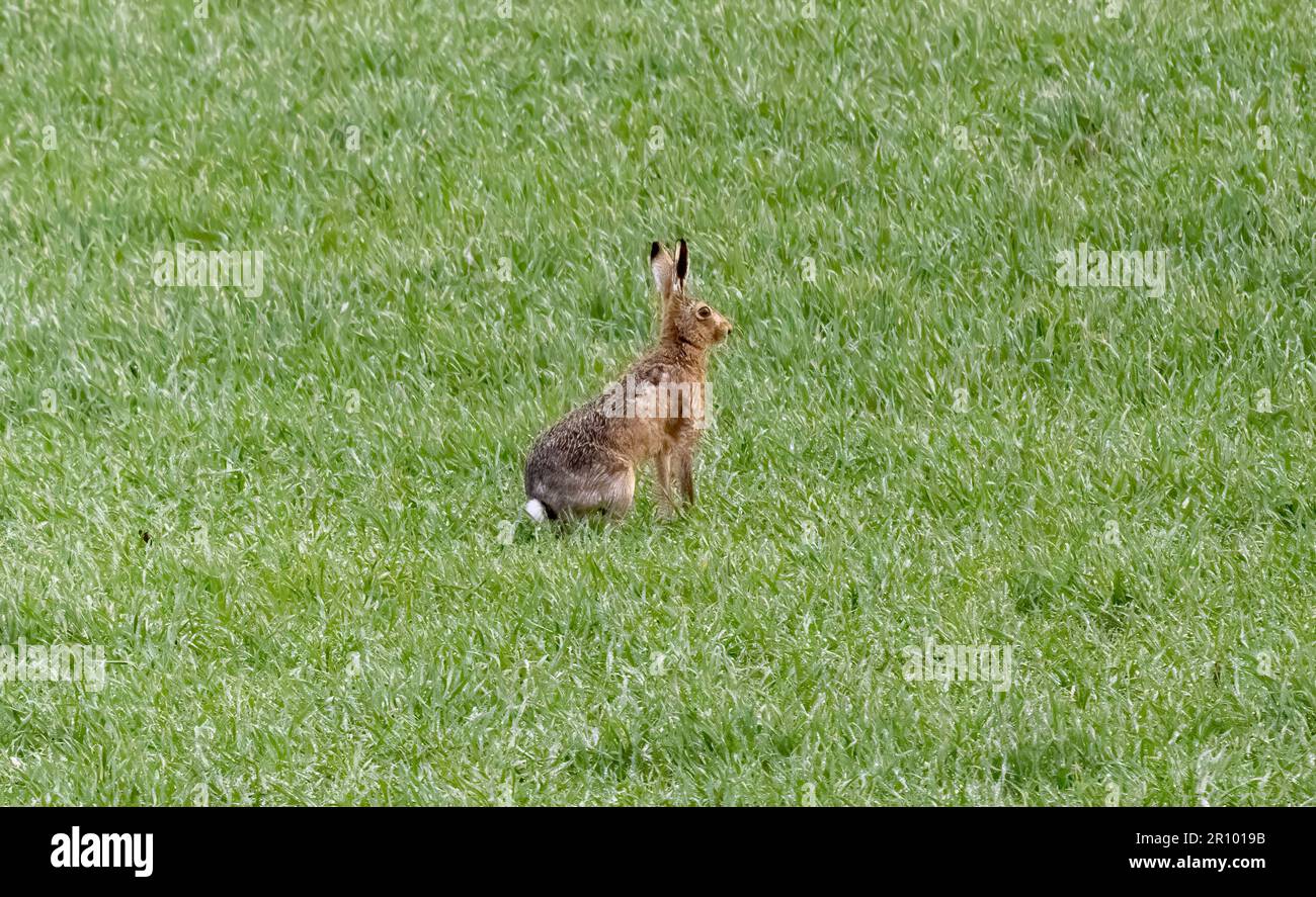 mad march hare running around after each other in the early morning sun ...