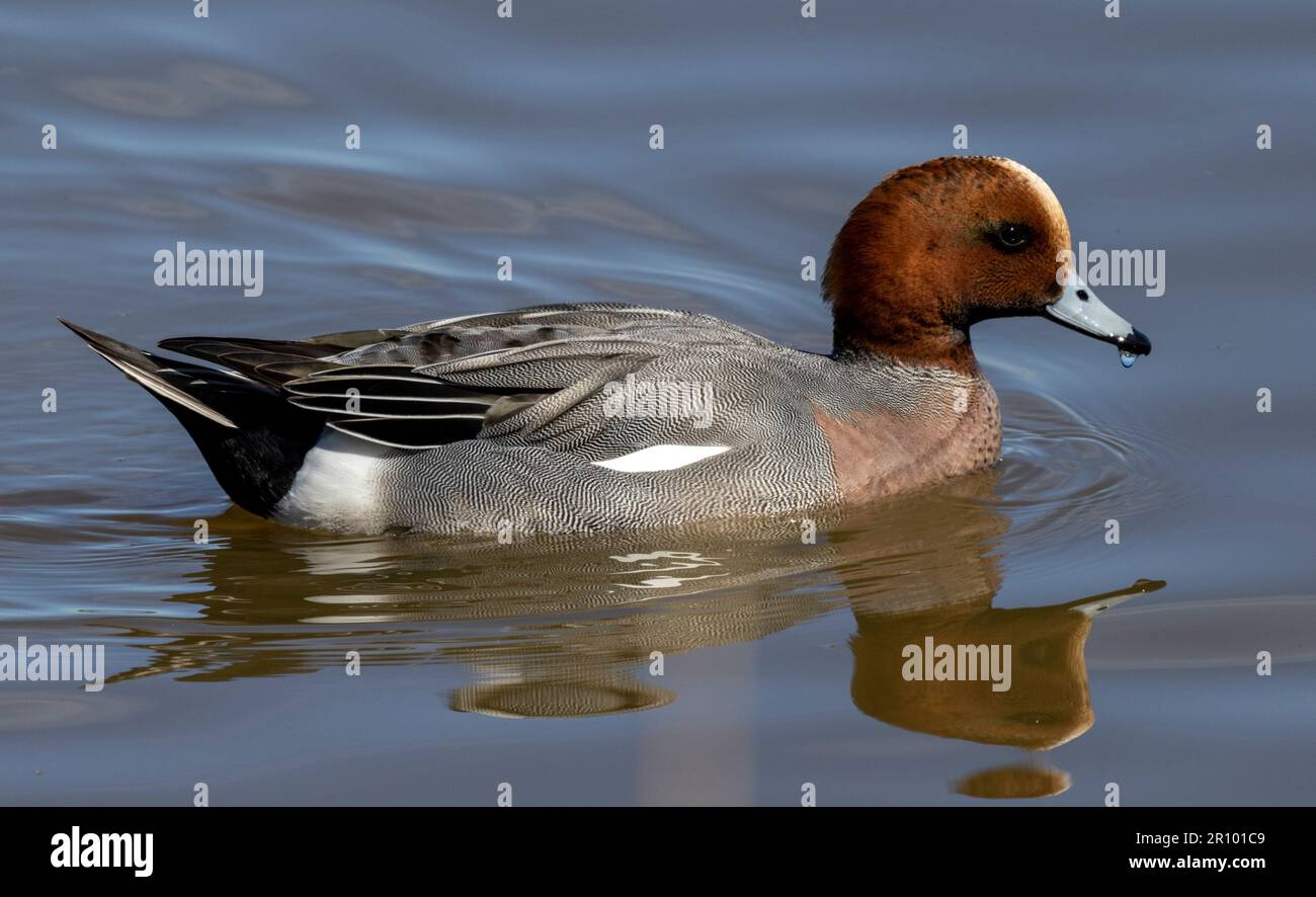 wigeon ducks male and female birds Stock Photo - Alamy