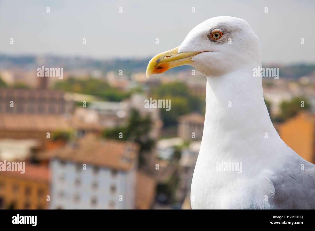 Albatross Compared To Seagull