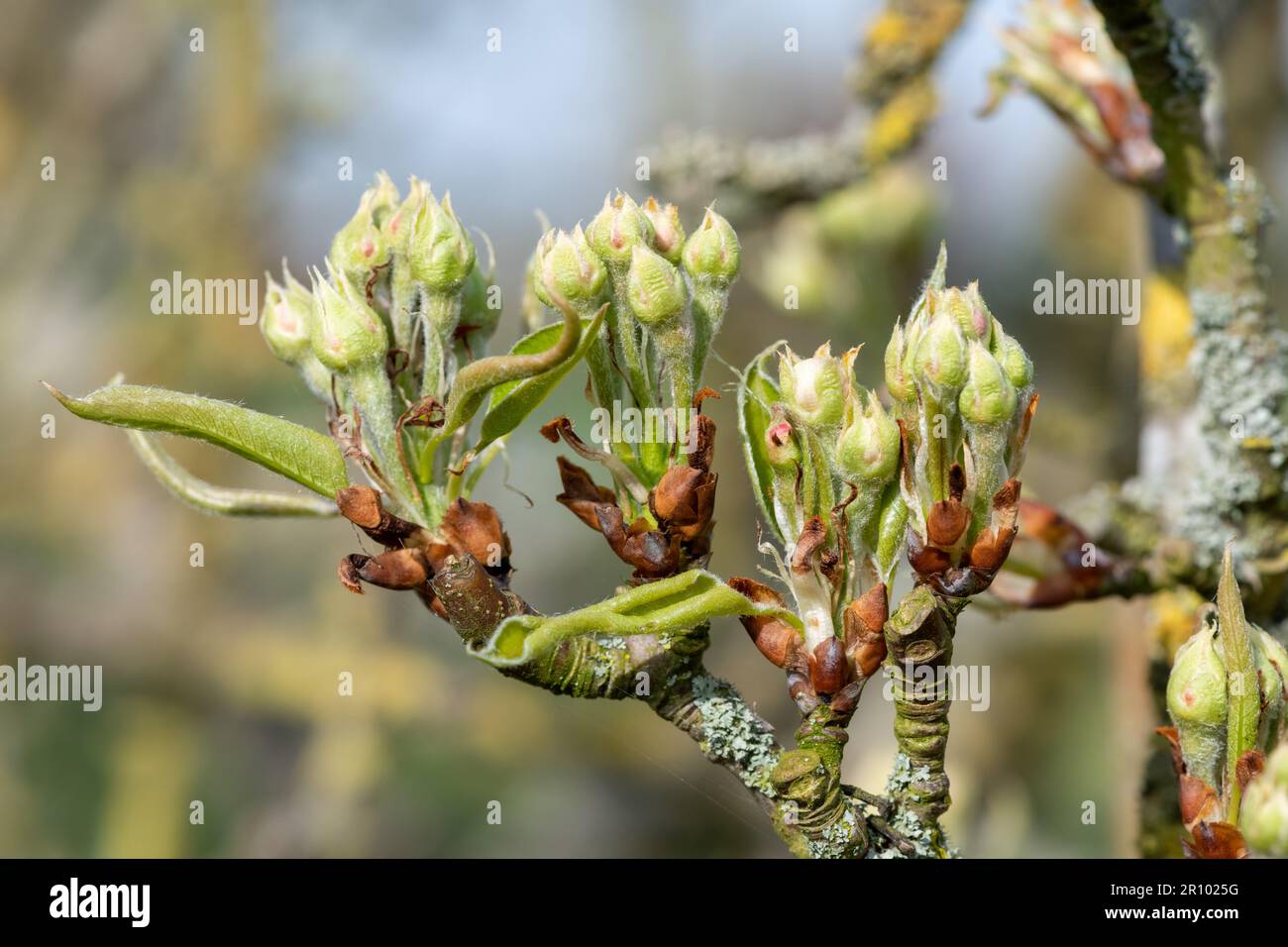 Close up of fruit buds at the green cluster growth stage on a ...