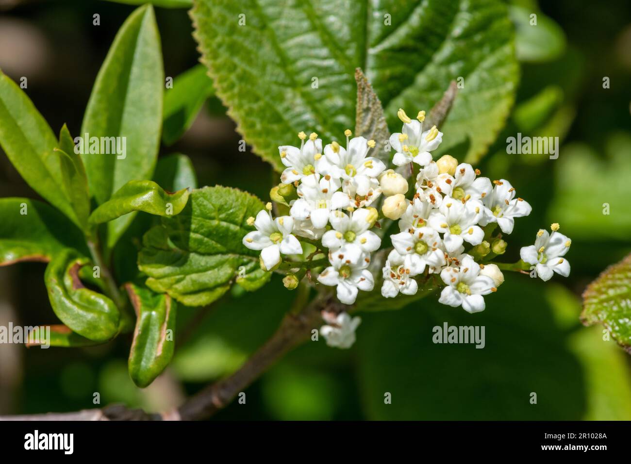 Close up of wayfaring viburnum (viburnum lantana) flowers in bloom ...