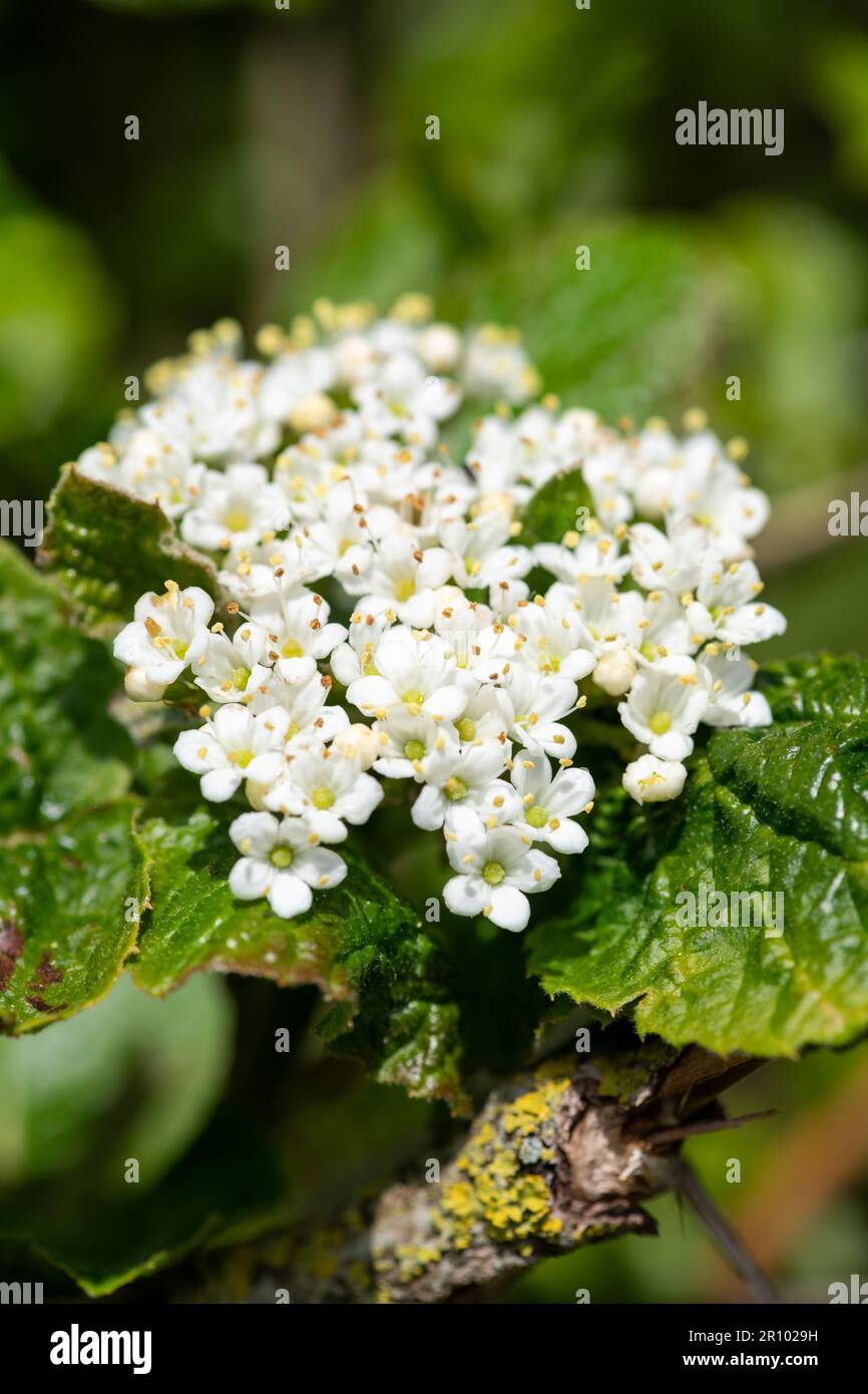 Close up of wayfaring viburnum (viburnum lantana) flowers in bloom ...