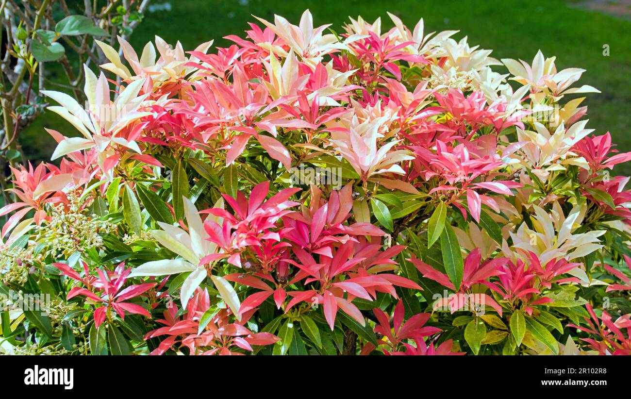 Pieris japonica Mountain Fire Evergreen Flowering Garden Shrub Stock ...