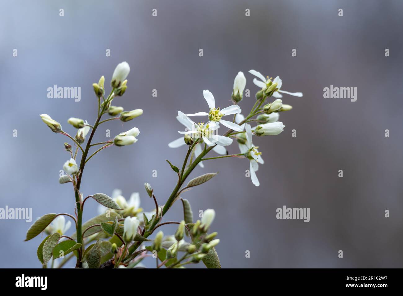 Closeup texture background of serviceberry tree (amelanchier arborea ...