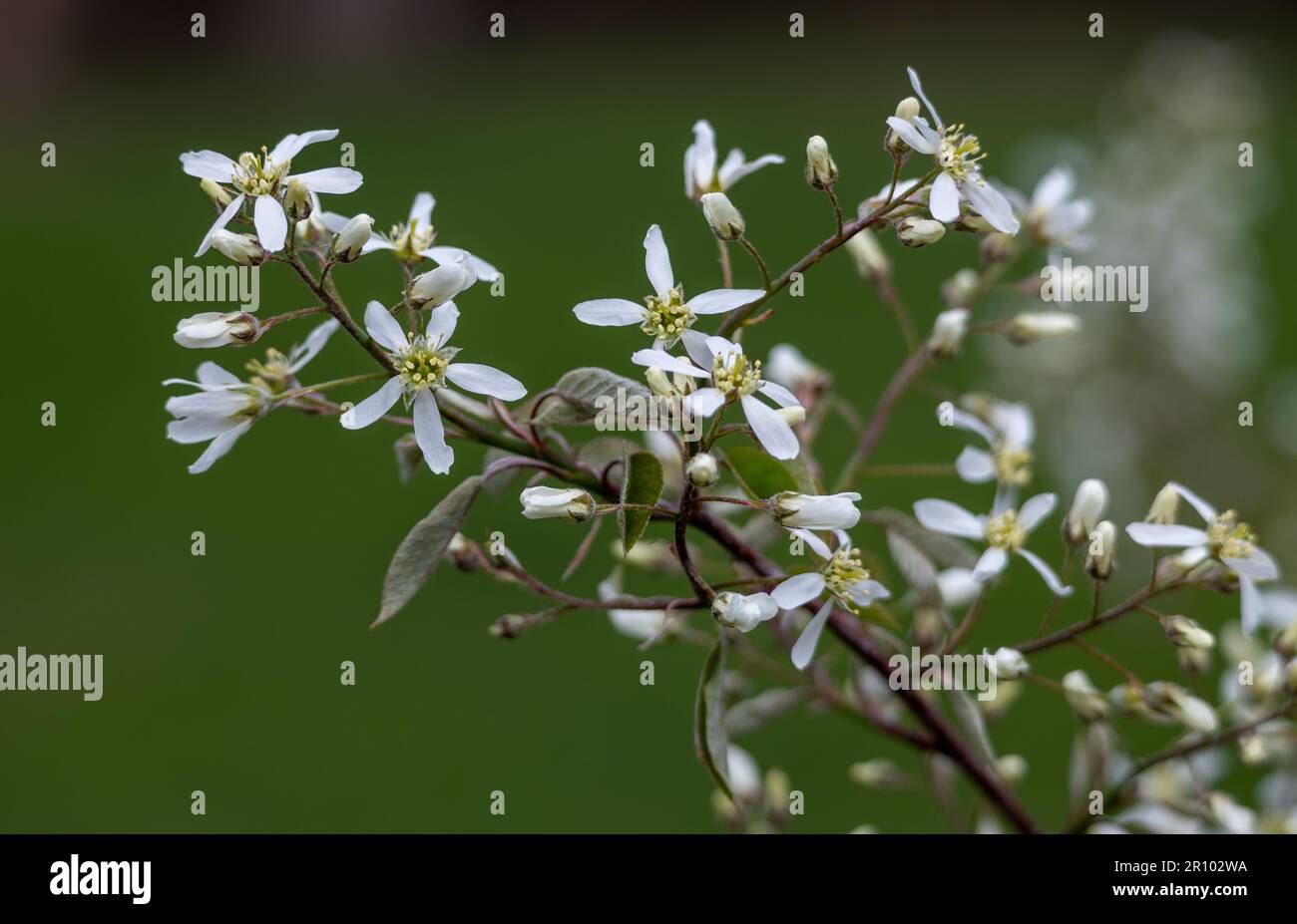 Closeup texture background of serviceberry tree (amelanchier arborea ...