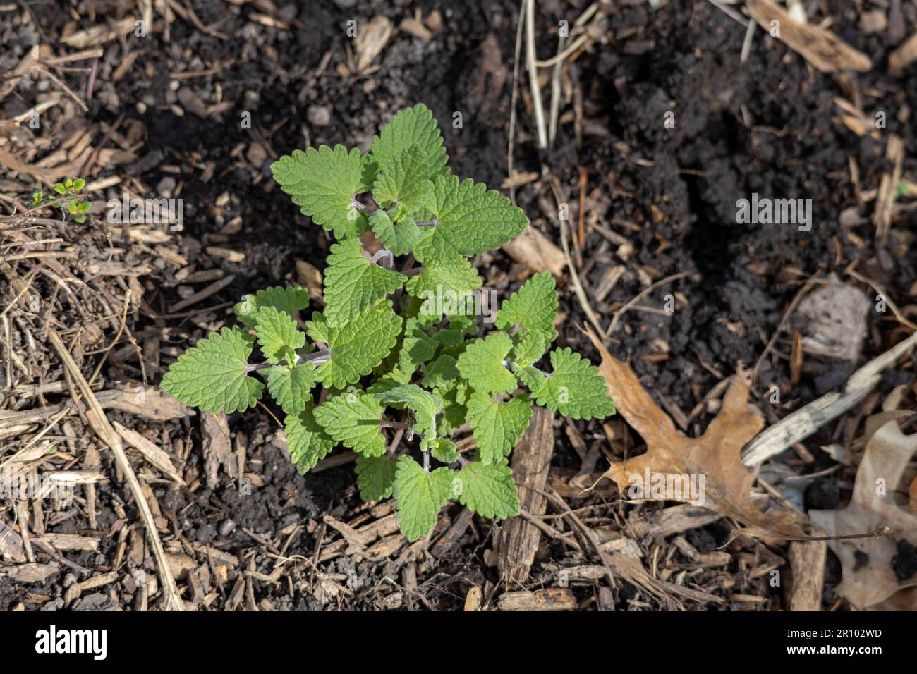 Closeup texture view of young catnip (nepeta cataria) herb plant leaves ...