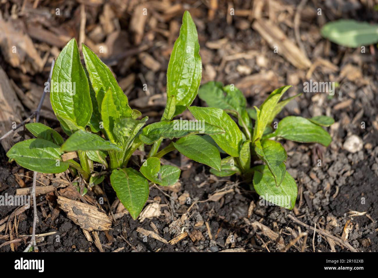 Closeup texture view of young purple coneflower (echinacea purpurea ...