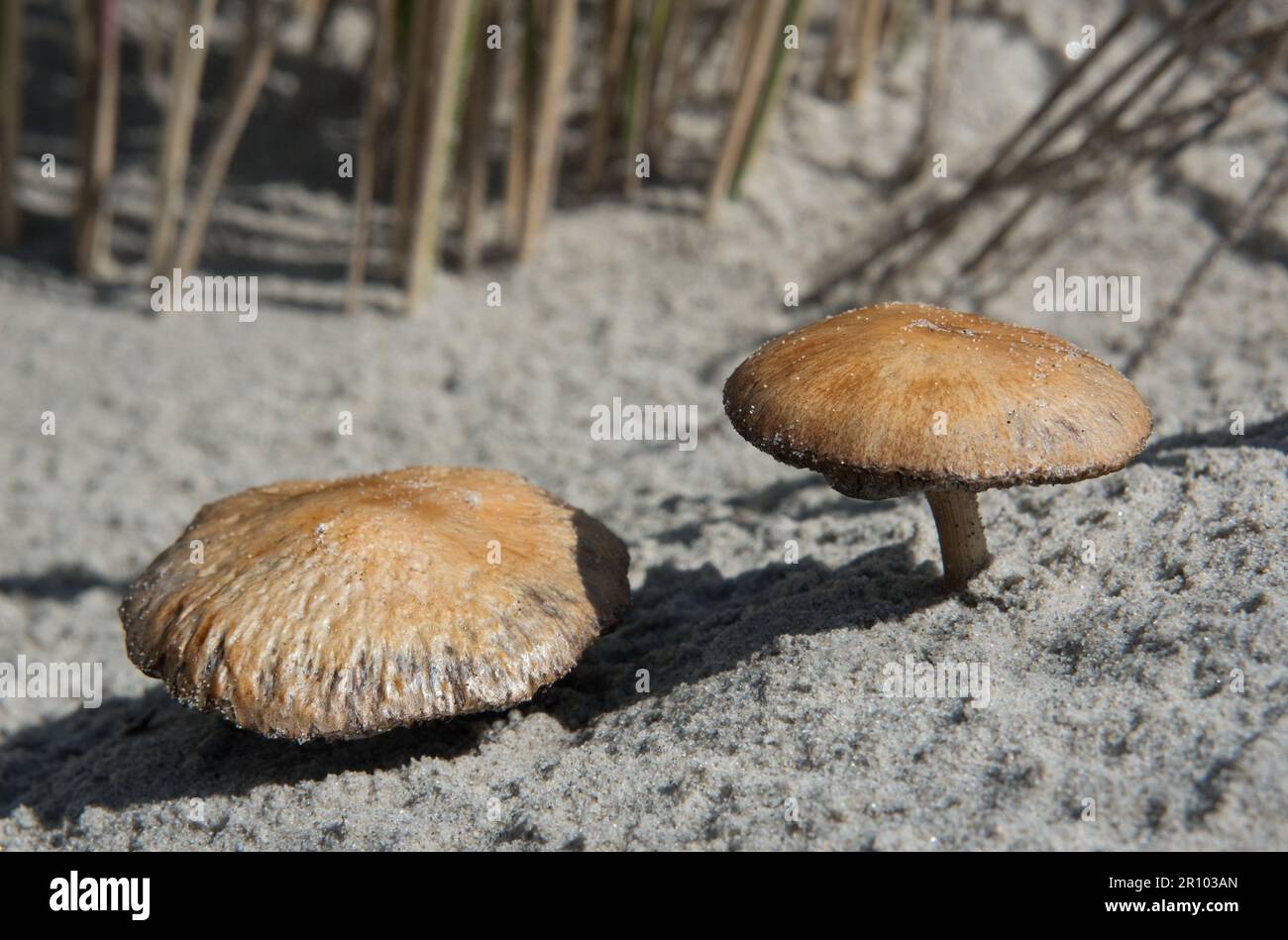 Dune fungi hi-res stock photography and images - Alamy