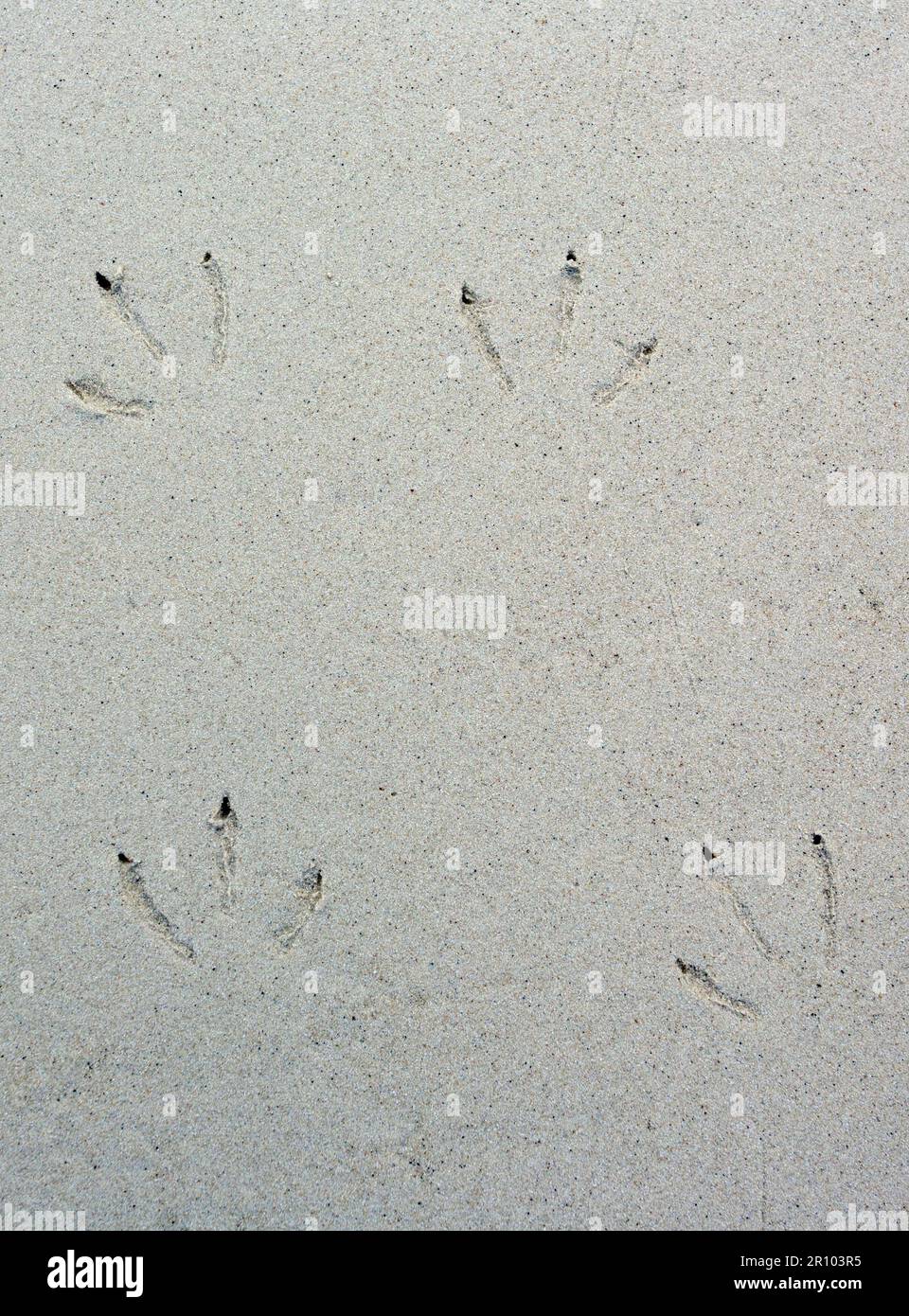 View of seagull footprint on the sand Stock Photo - Alamy