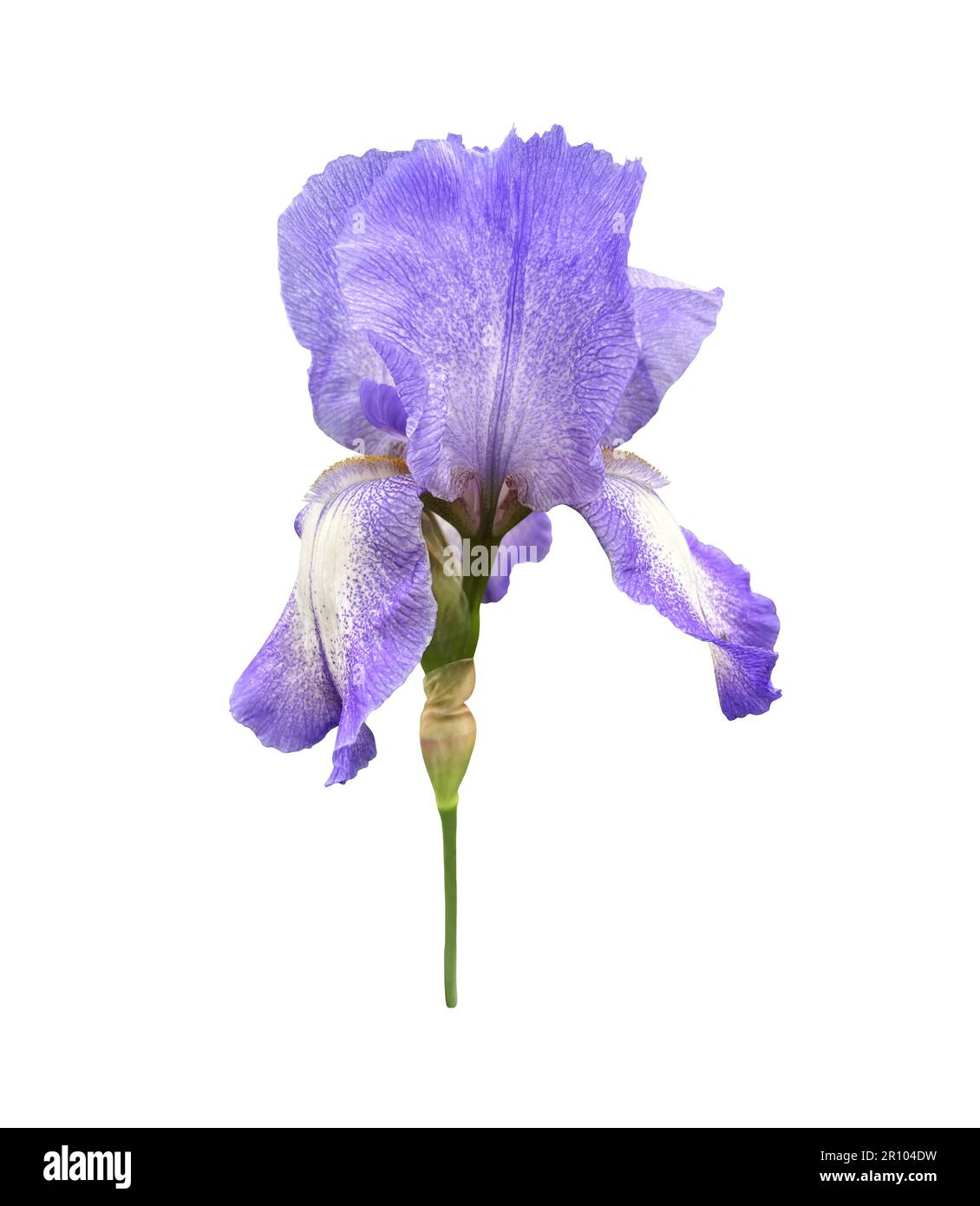 Iris light violet flower with leaves close-up, cutout with clipping ...