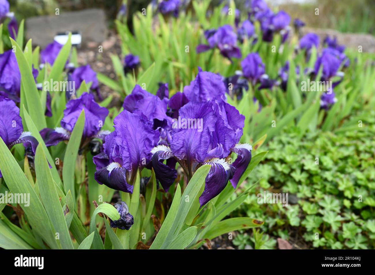 A vibrant purple iris flower stands out against a lush garden backdrop ...