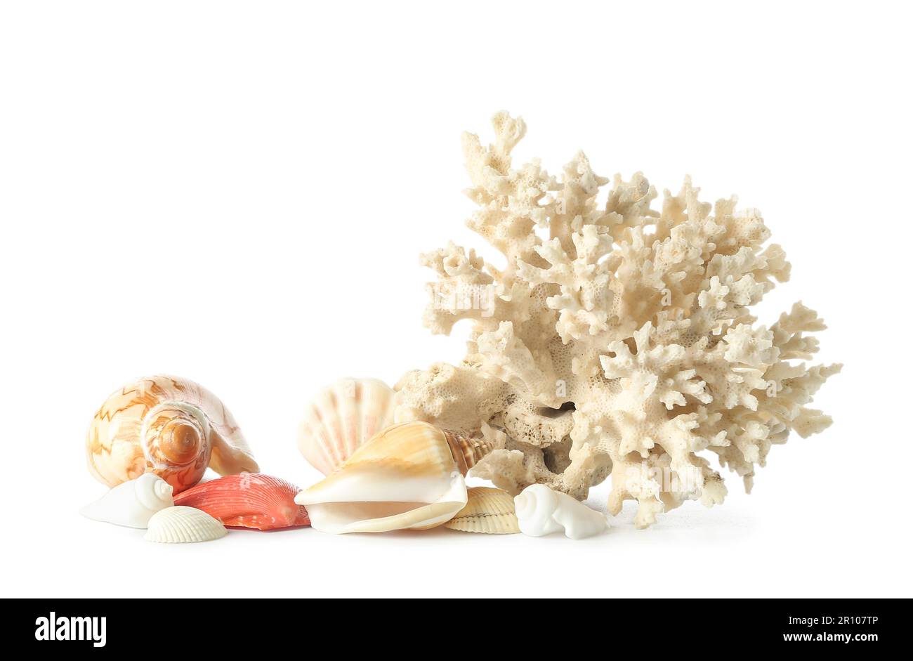 Different beautiful seashells on Cut Out Stock Images & Pictures - Alamy