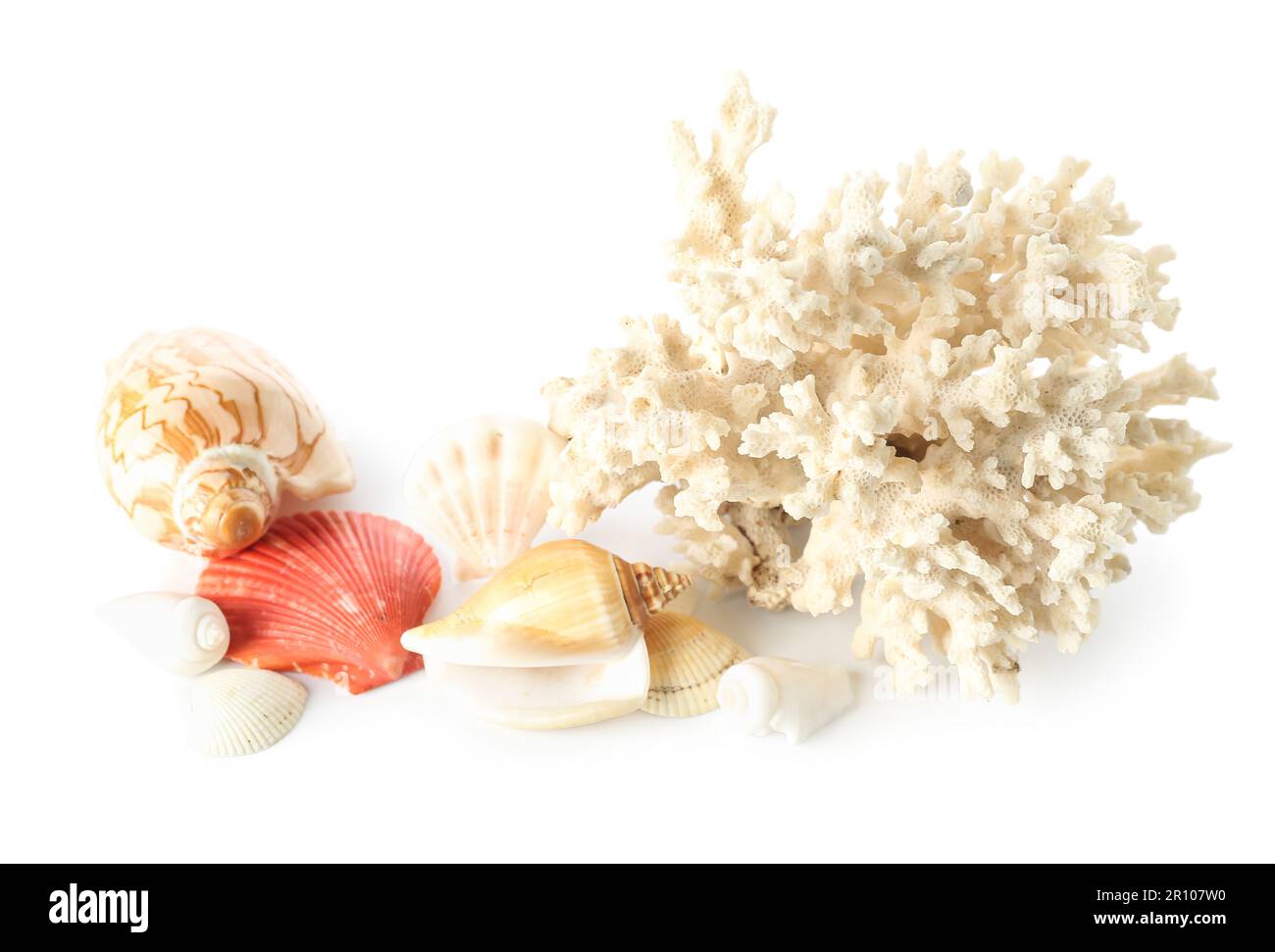 Different beautiful seashells on Cut Out Stock Images & Pictures - Alamy