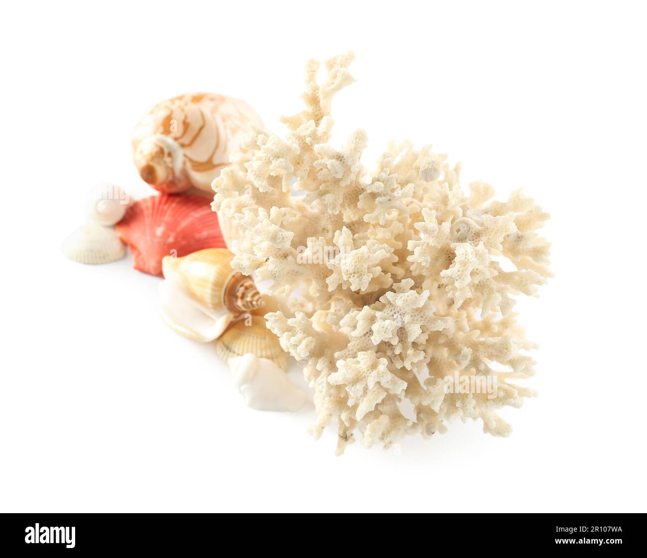 Seashells with coral on white background Stock Photo - Alamy