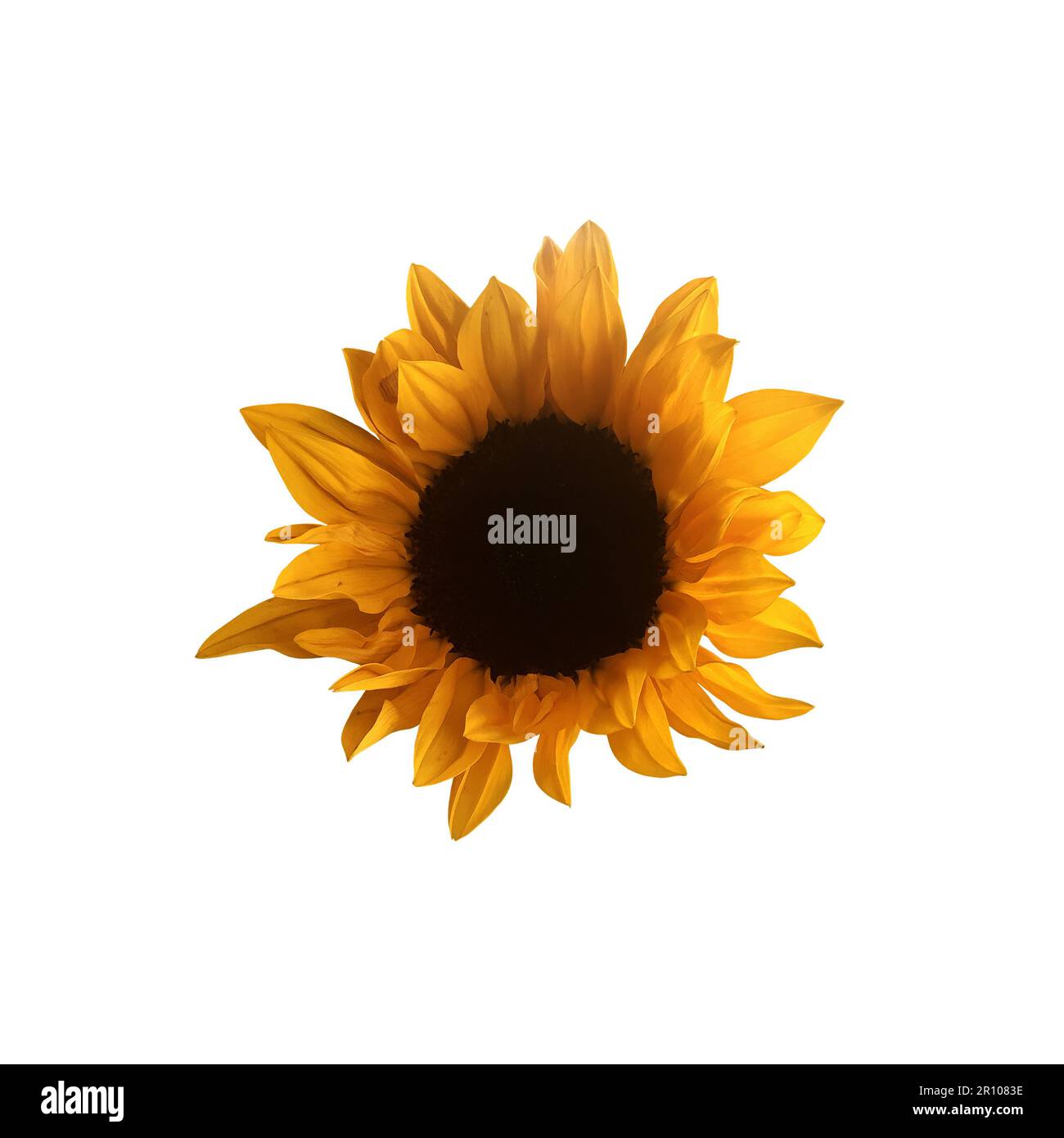 Yellow cutout sunflowers with leaves set, isolated bright object on the ...