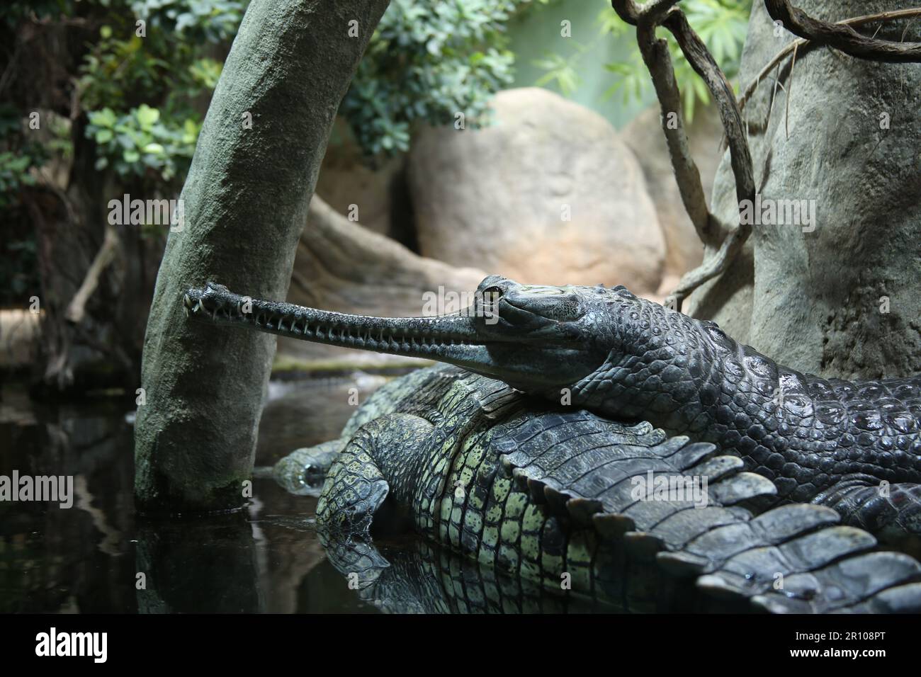 Gharial / Gavial also known as the fish eating crocodile Stock Photo ...