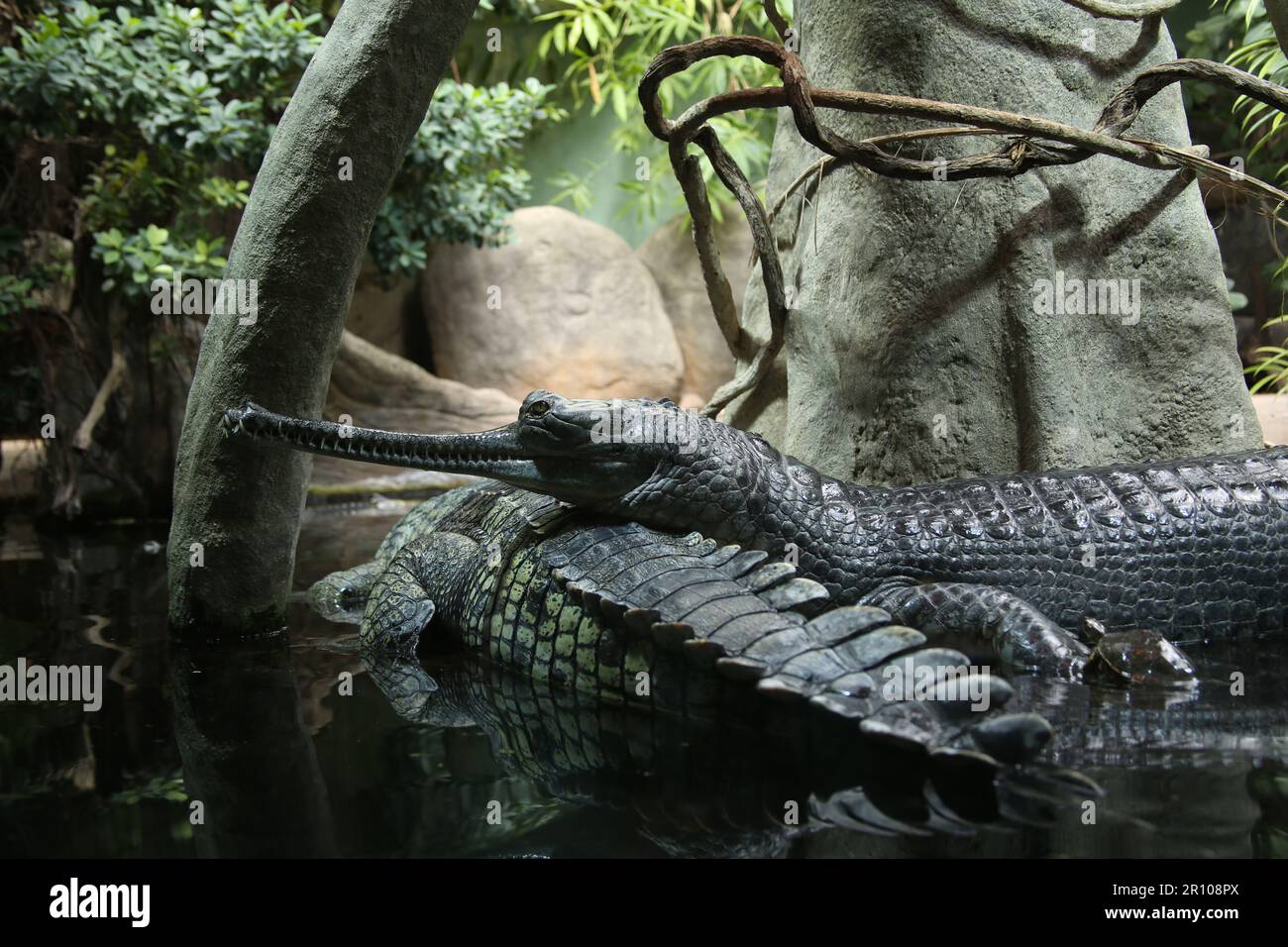 Gharial / Gavial also known as the fish eating crocodile Stock Photo ...