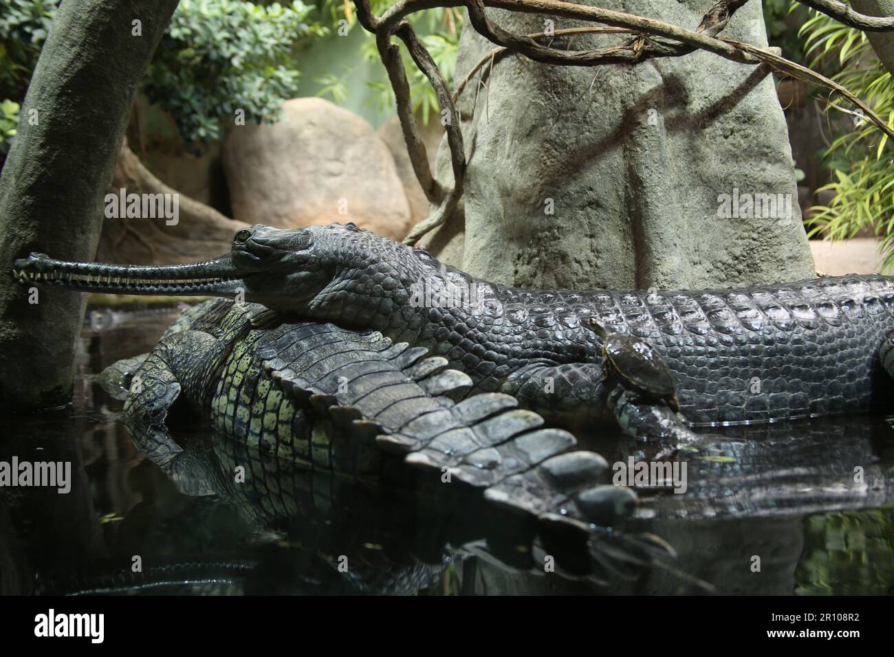 Gharial / Gavial also known as the fish eating crocodile Stock Photo ...
