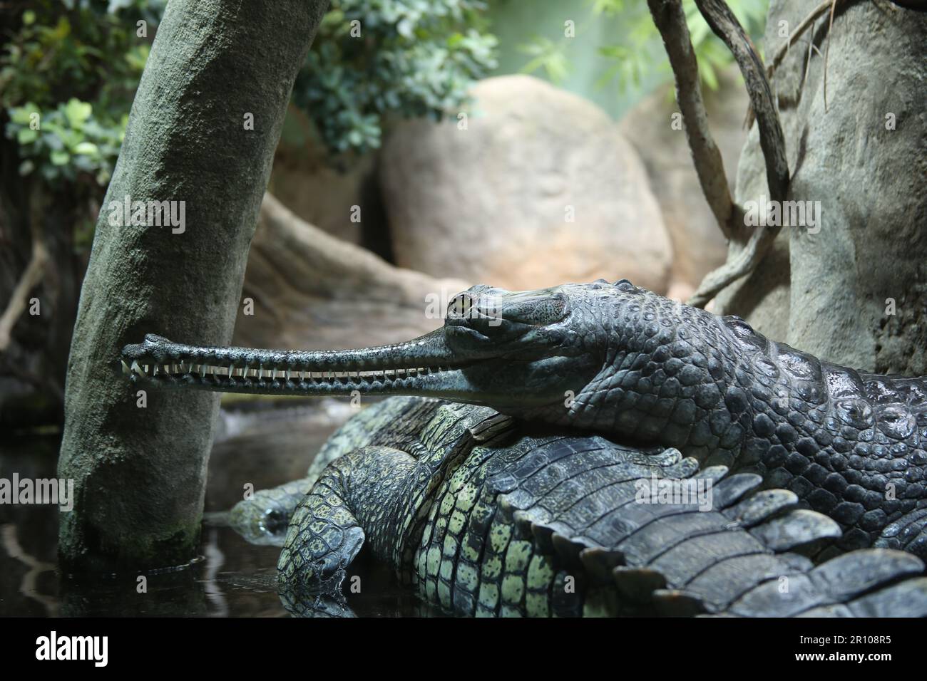 Gharial / Gavial also known as the fish eating crocodile Stock Photo ...