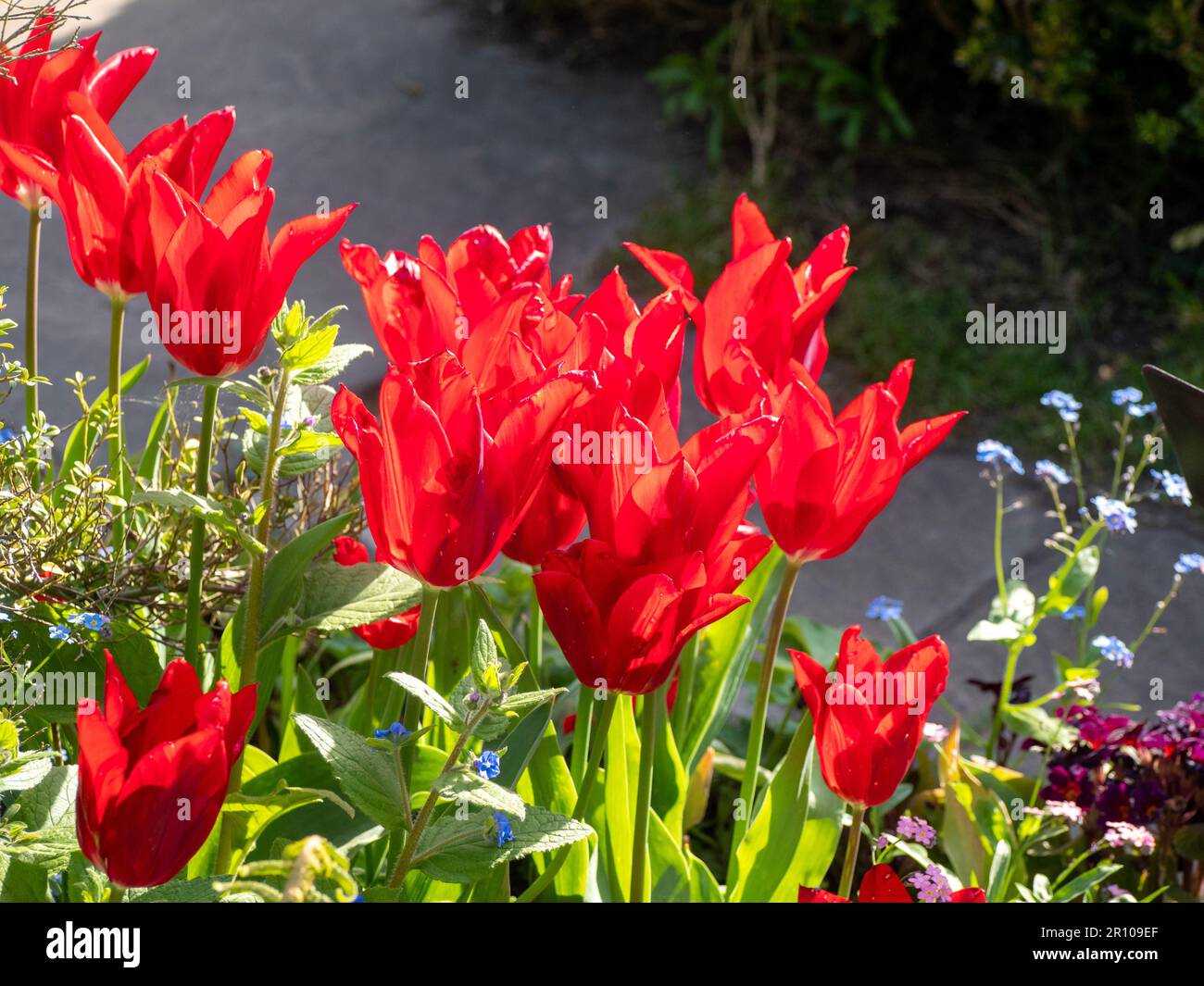 Chenies Manor Garden Tulips in May Single lily flowering tulip, Isaak ...