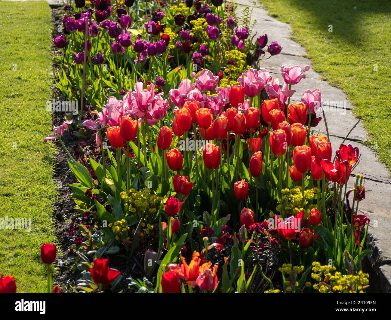 Chenies Manor Garden Tulips in May. Vibrant red, orange, pink and ...