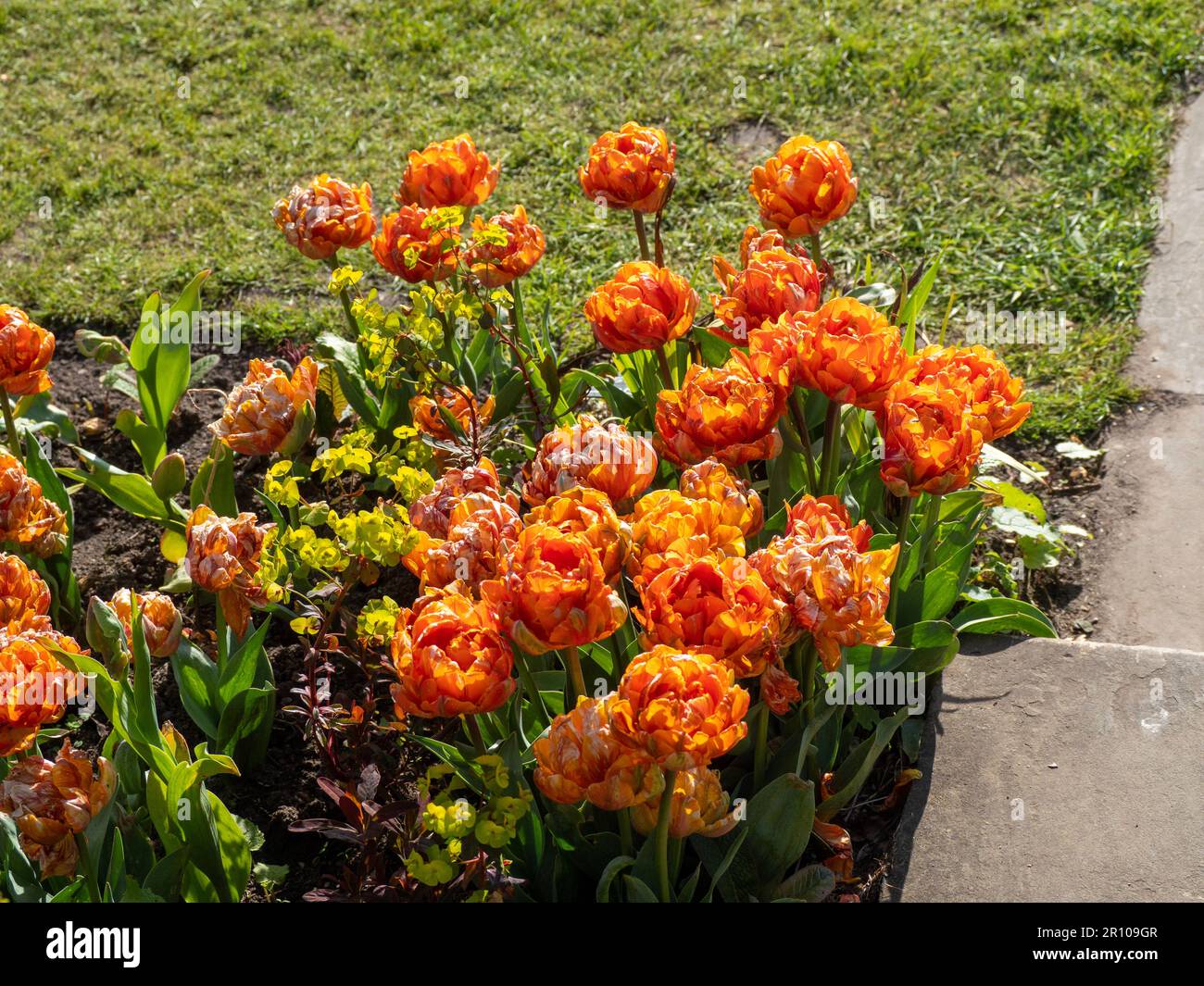 Chenies Manor Garden Tulips in May. Tulipa Orange Princess by the steps ...