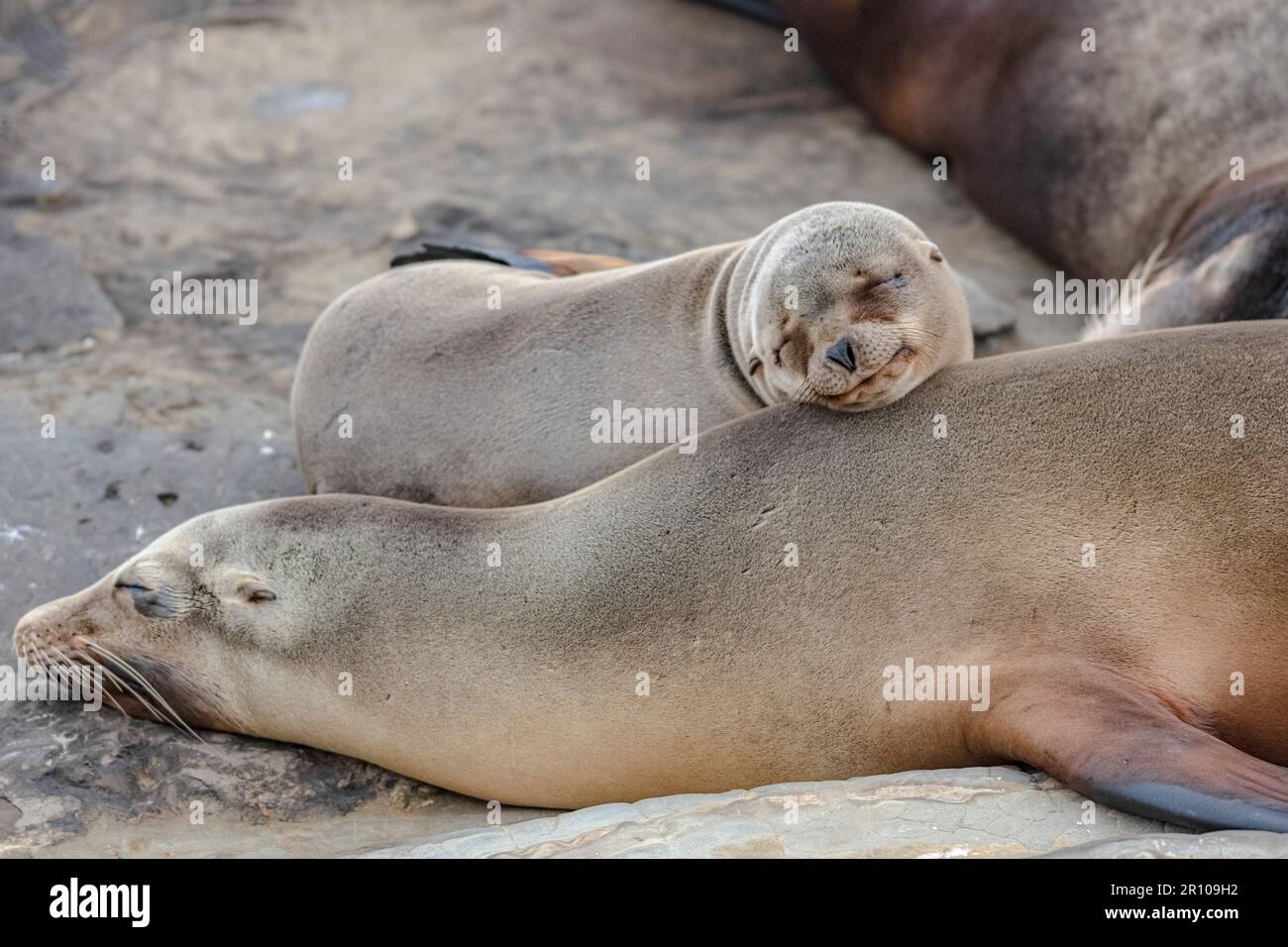 California sea lion, Zalophus californianus, mother and pup, sleeping ...