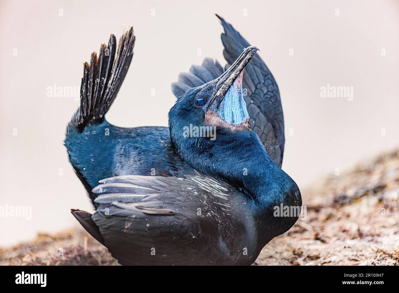 Brandt's cormorant, Urile penicillatus, showing blue throat patch ...