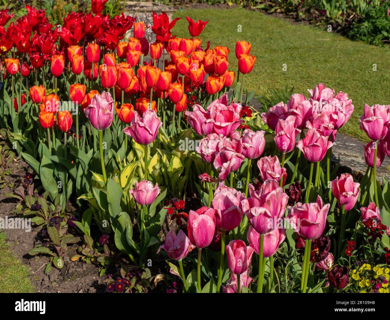 Tulips in may hi-res stock photography and images - Alamy
