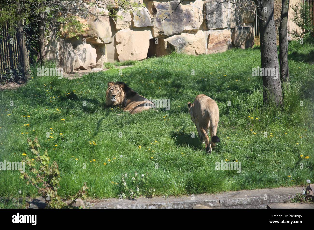 Lion and Lioness Prague Zoo Stock Photo - Alamy