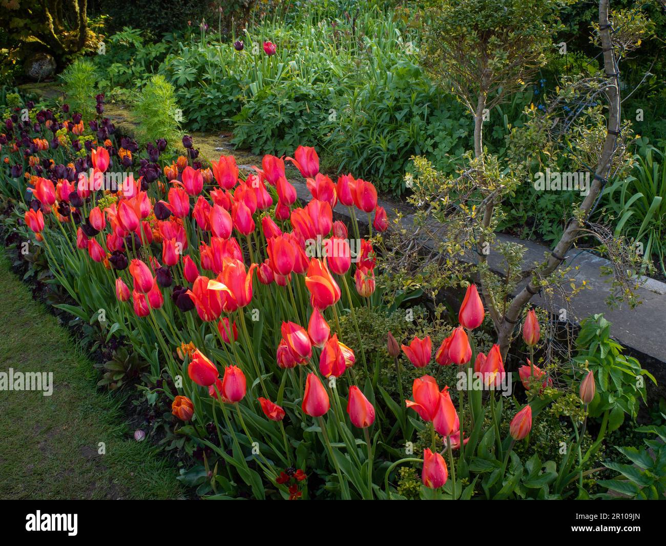 Tulips in may hi-res stock photography and images - Alamy