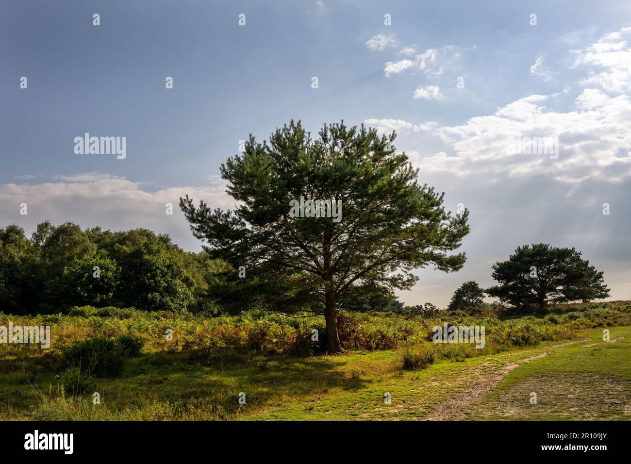Pinus sylvestris scots pine tree hi-res stock photography and images ...