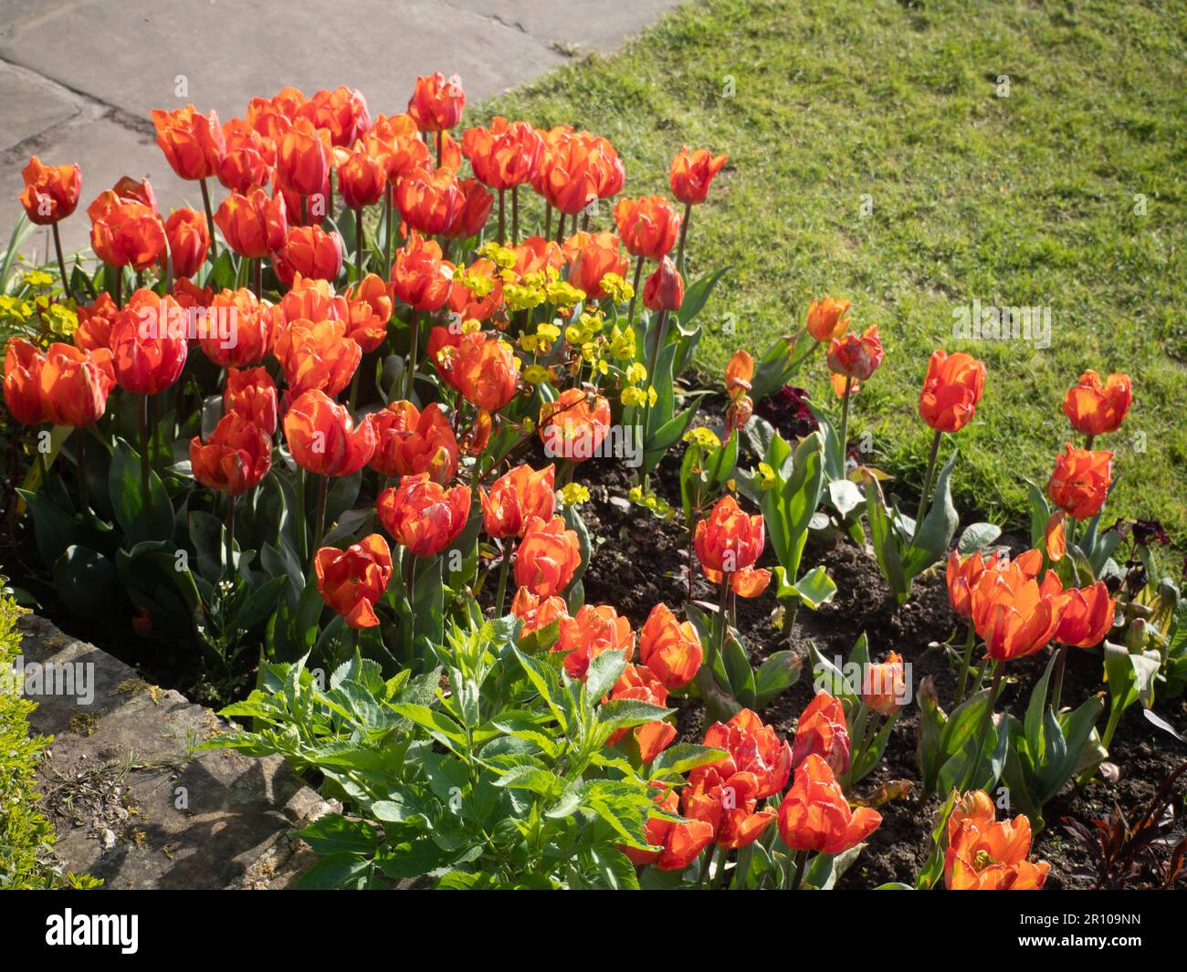 Chenies Manor Garden Orange Princess Tulips in May Stock Photo - Alamy