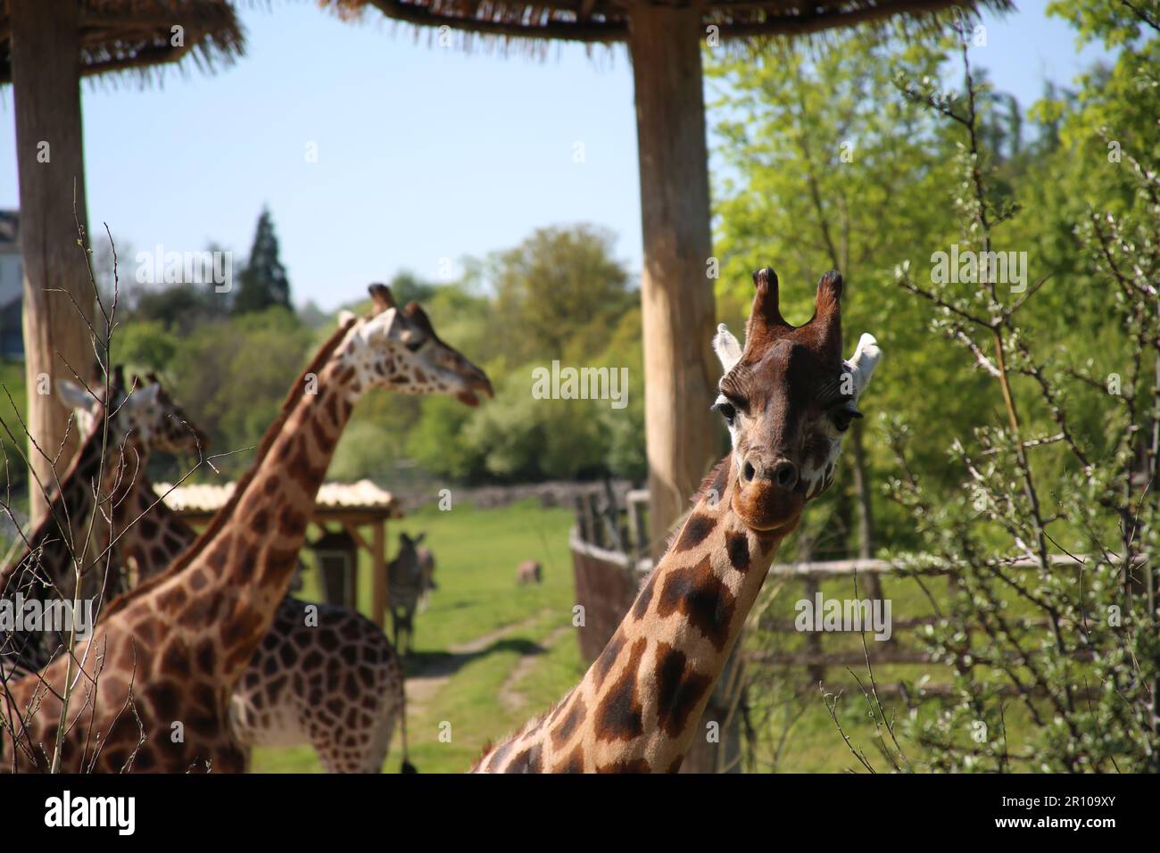 Giraffes Prague Zoo Stock Photo - Alamy