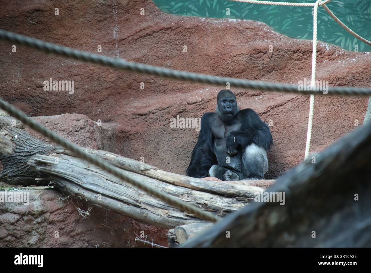 Silverback Gorilla Prague Zoo Stock Photo - Alamy