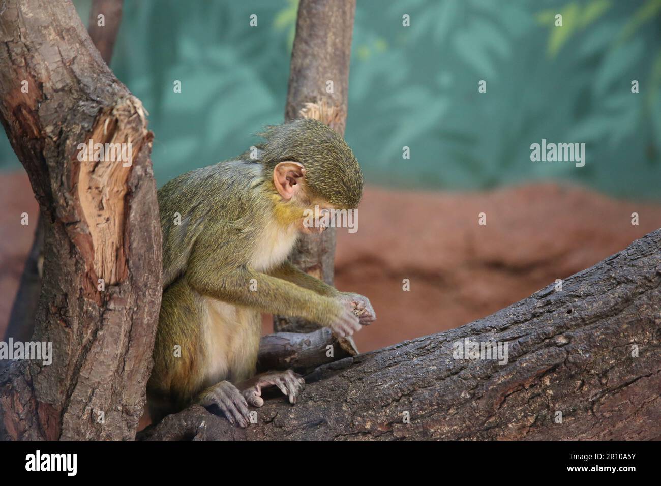 Talapoin Monkey Prague Zoo Stock Photo - Alamy
